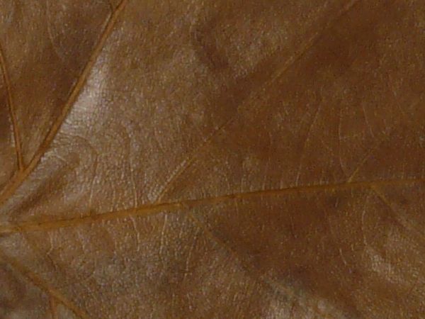 texture 0003 - Texturelib